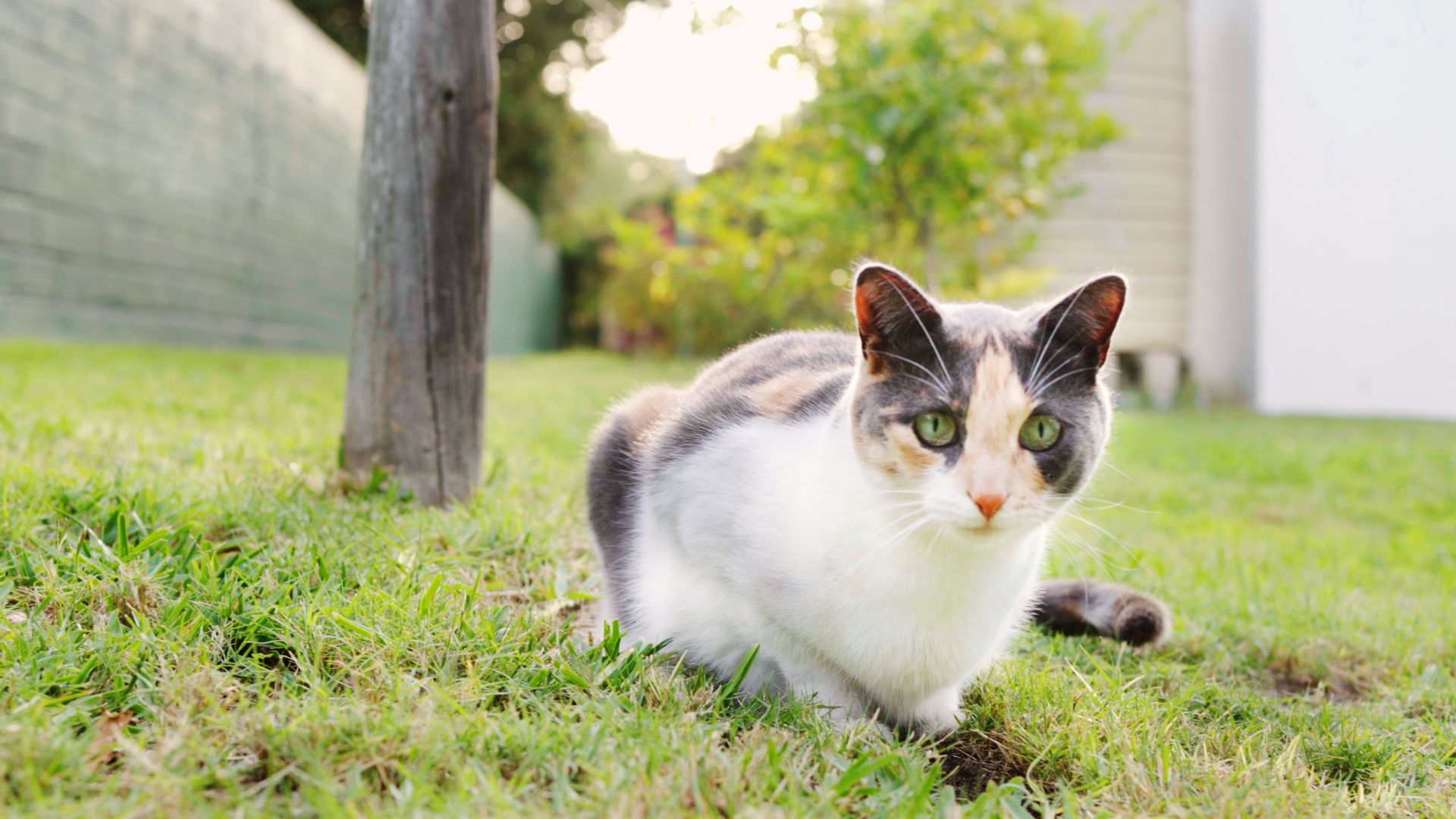 Vet Near Me Gig Harbor, WA 98355 | PetZen Animal Wellness